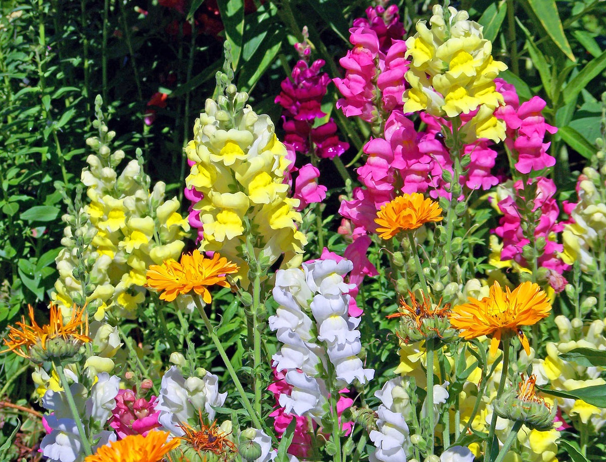 Snapdragon Antirrhinum Cheerio Mixed Flower Seeds – Easy Grow Seeds