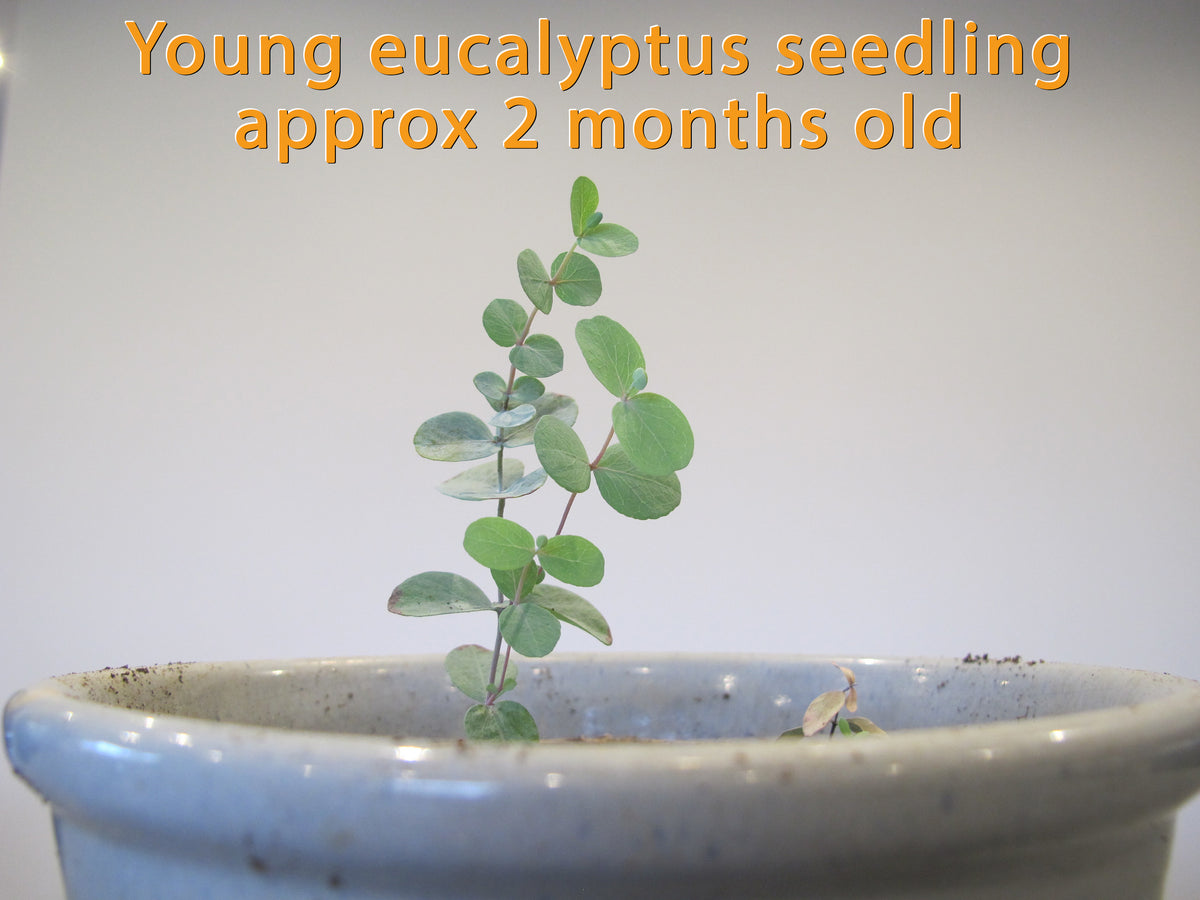Eucalyptus Red Box Silver Dollar Gum Houseplant Seeds – Easy Grow Seeds