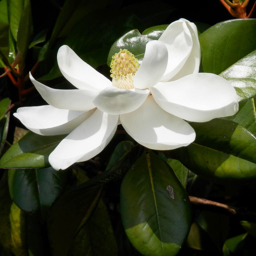 Magnolia Grandiflora Flowering Evergreen Tree Seeds – Easy Grow Seeds
