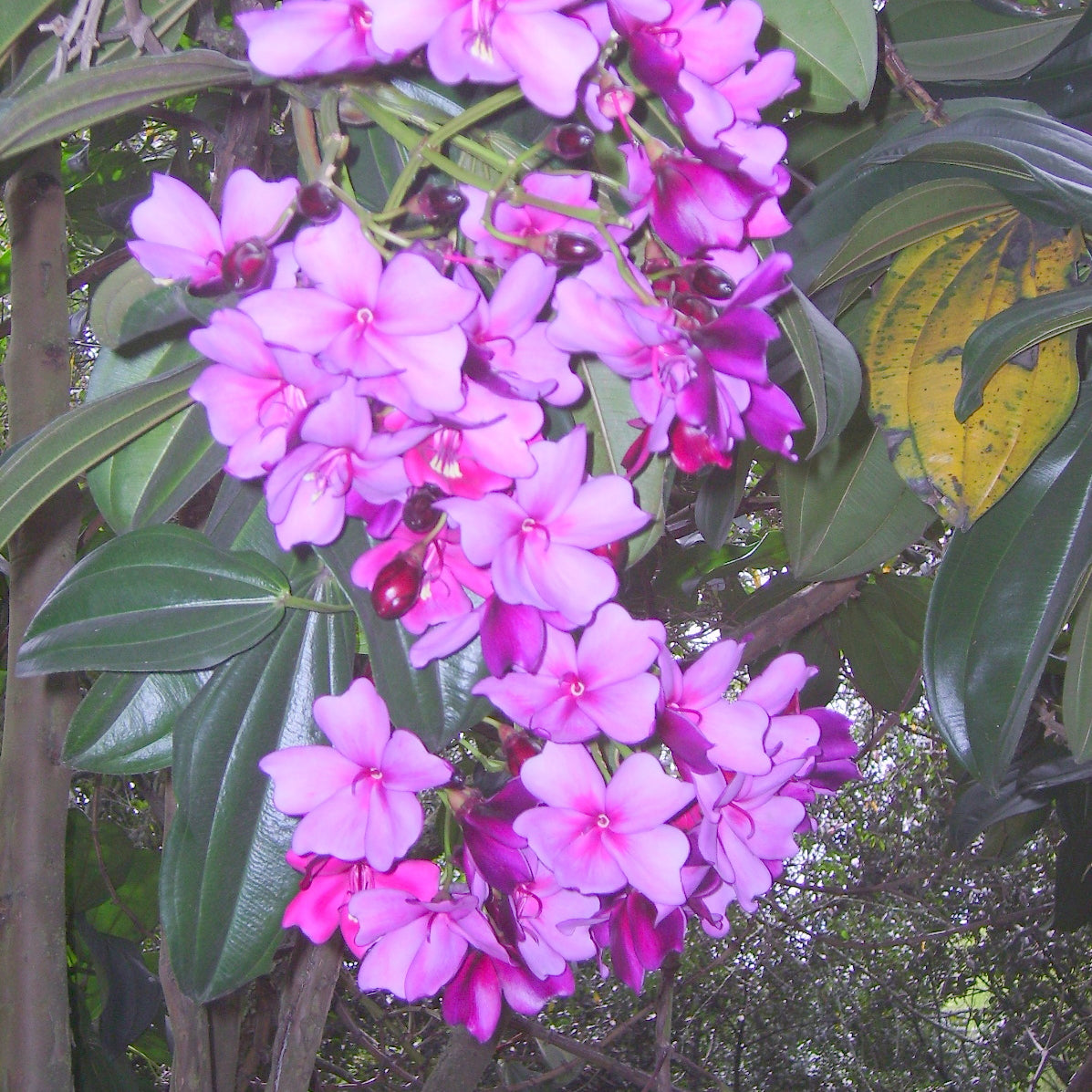 Motley Meriania Nobilis Bonsai Houseplant Seeds – Easy Grow Seeds