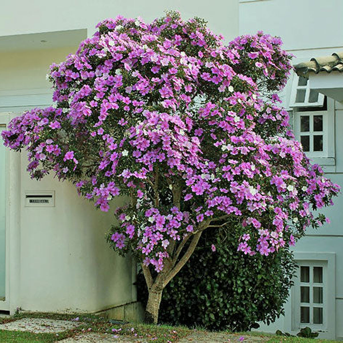 Motley Meriania Nobilis Bonsai Houseplant Seeds – Easy Grow Seeds
