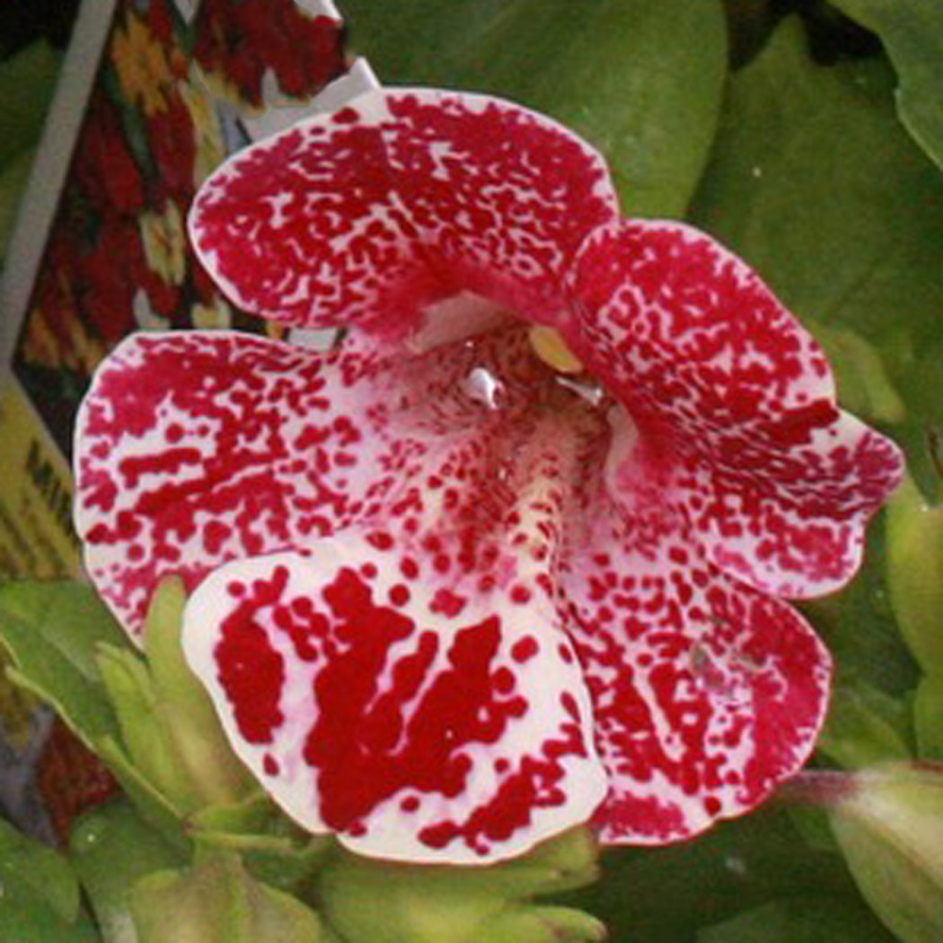 Mimulus Monkey Flowers F1 Magic White Flame Pelleted Flower Seeds ...