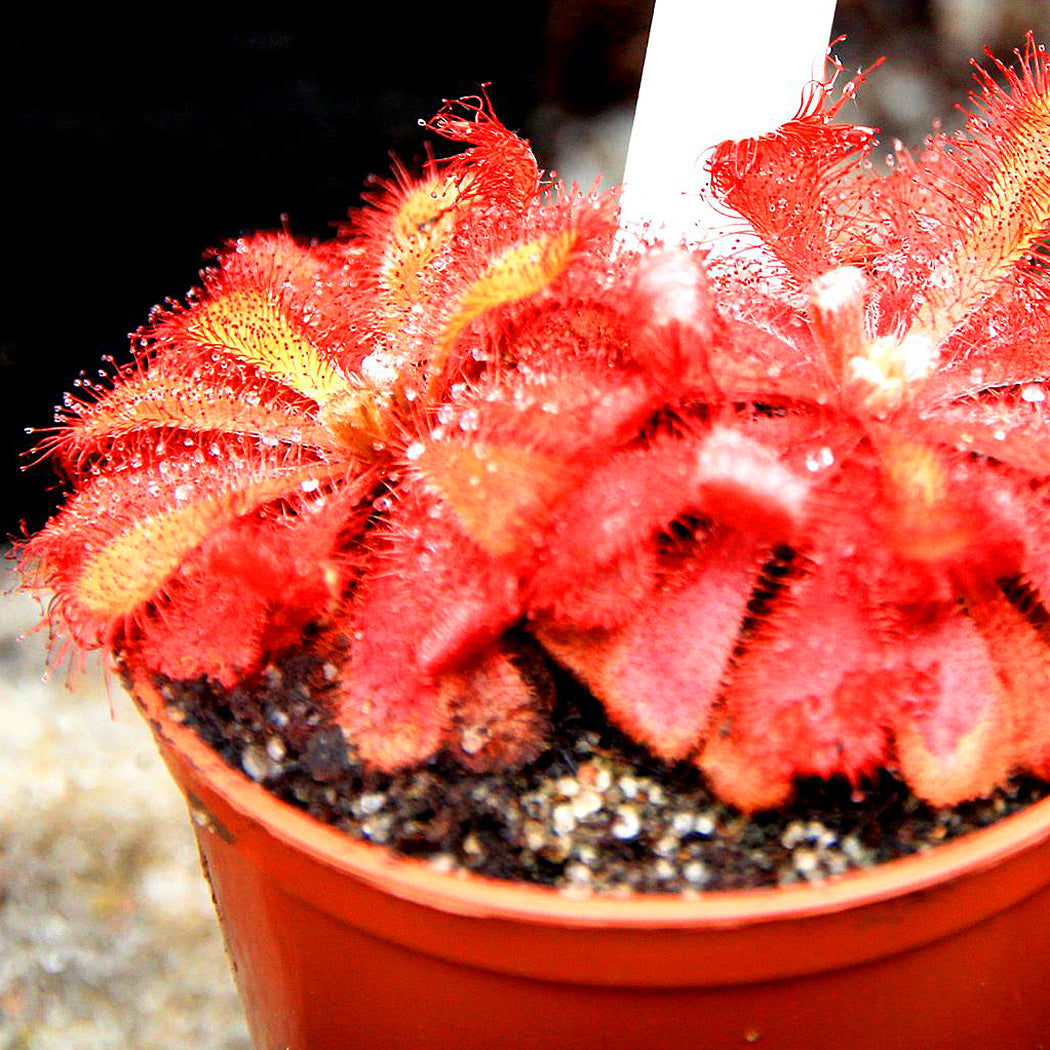 Alice Sundew 'Drosera Aliciae' Carnivorous Houseplant Seeds – Easy Grow ...