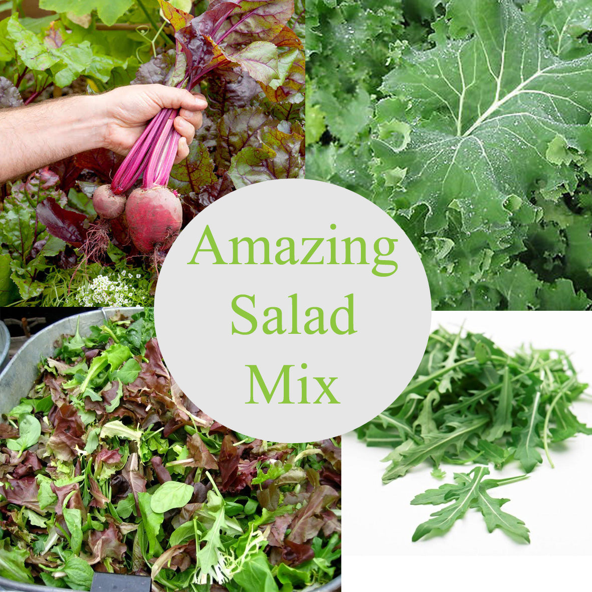 The Amazing Salad Mix – Easy Grow Seeds