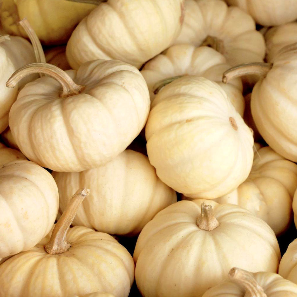 Autumn Crown F1 Winter Squash Seeds – Easy Grow Seeds