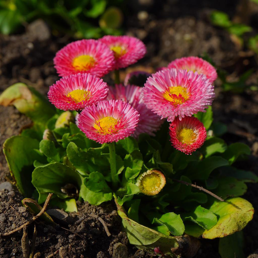 Bellis Bam Bam Rose Flower Seeds – Easy Grow Seeds