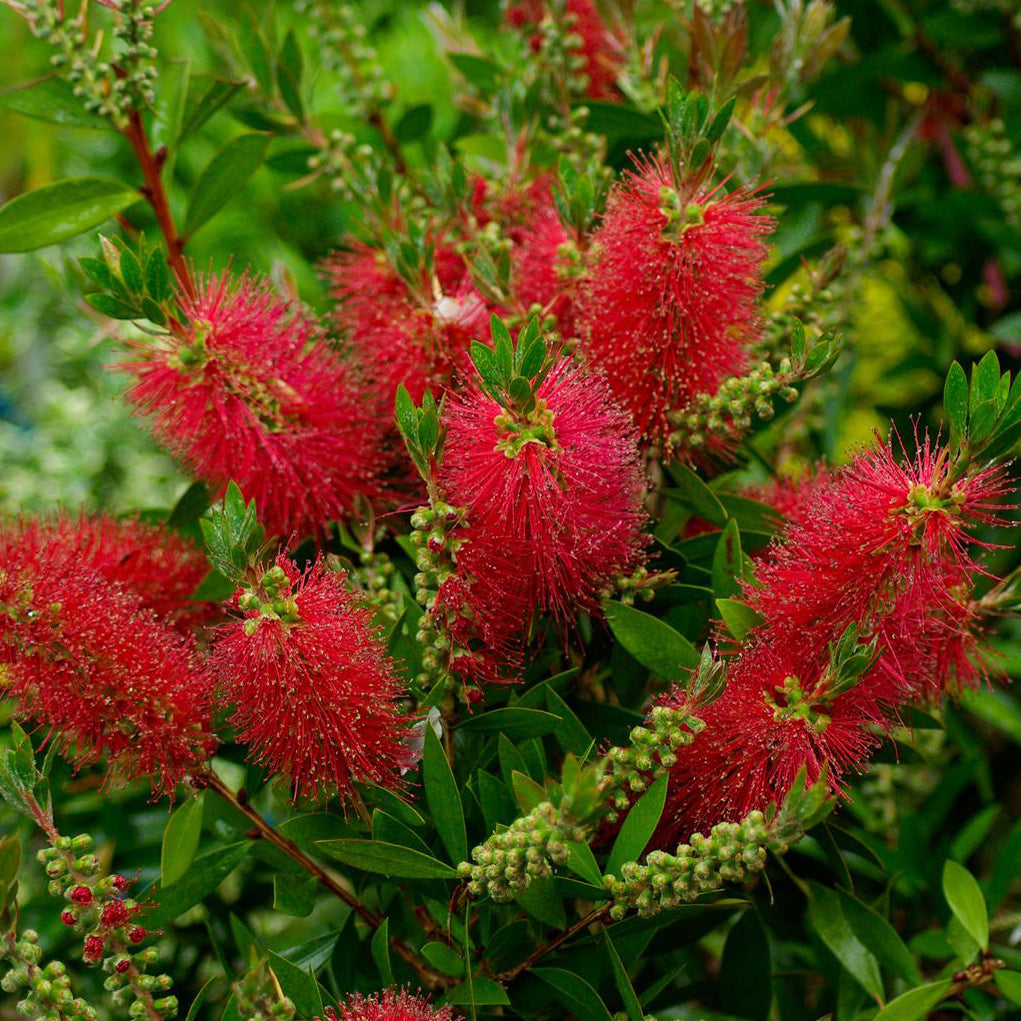 Captain Cook Bottlebrush Houseplant Seeds – Easy Grow Seeds