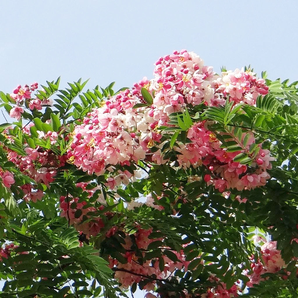 Pink Cassia Tree This Is The P Page Of Our A To Z Guide To Plants