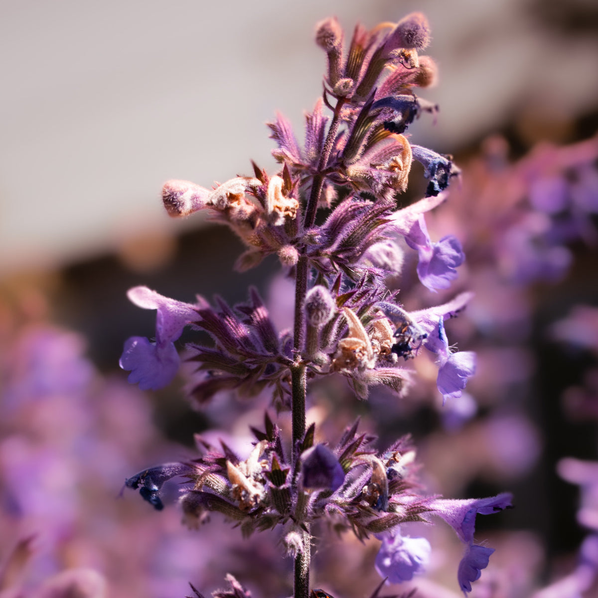 Nepeta Blue Panther Catmint Flower Seeds – Easy Grow Seeds
