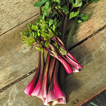 Red Soup Celery Vegetable Seeds – Easy Grow Seeds