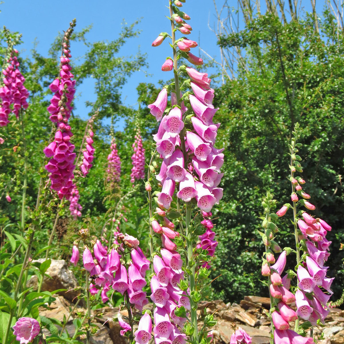 Foxglove Digitalis Excelsior Hybrids Mixed Flower Seeds – Easy Grow Seeds
