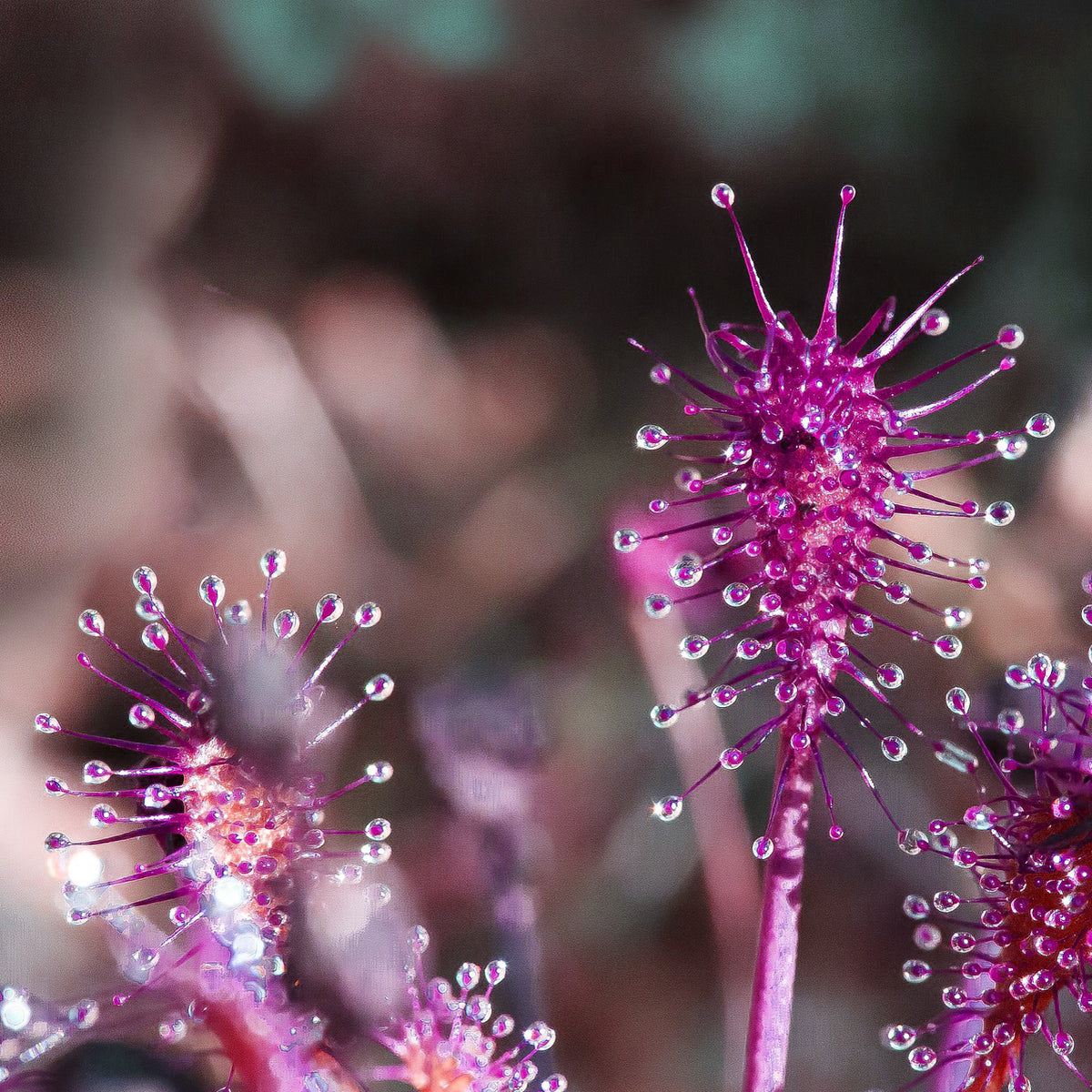 Drosera Intermedia (Temperate, Poland) Carnivorous Houseplant Seeds ...