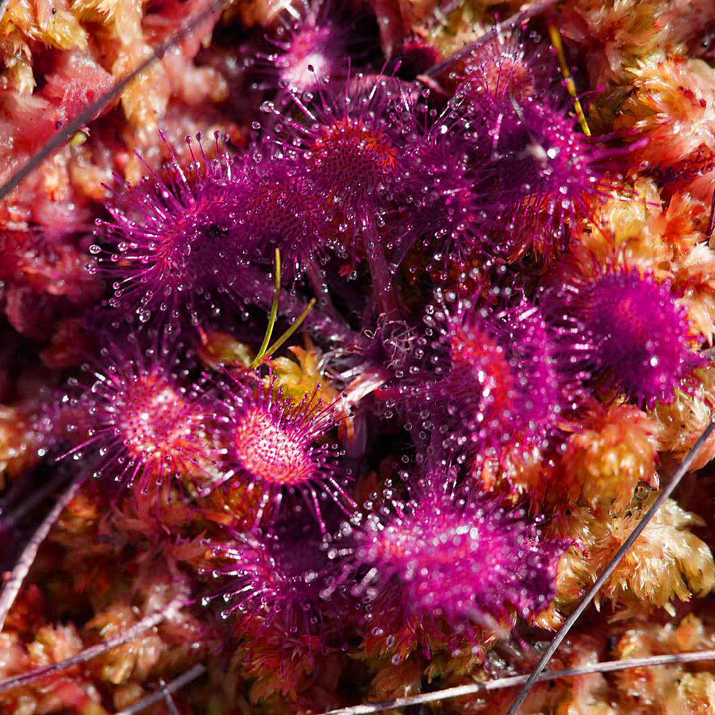 Drosera Intermedia (Temperate, Czech Republic) Carnivorous Houseplant ...