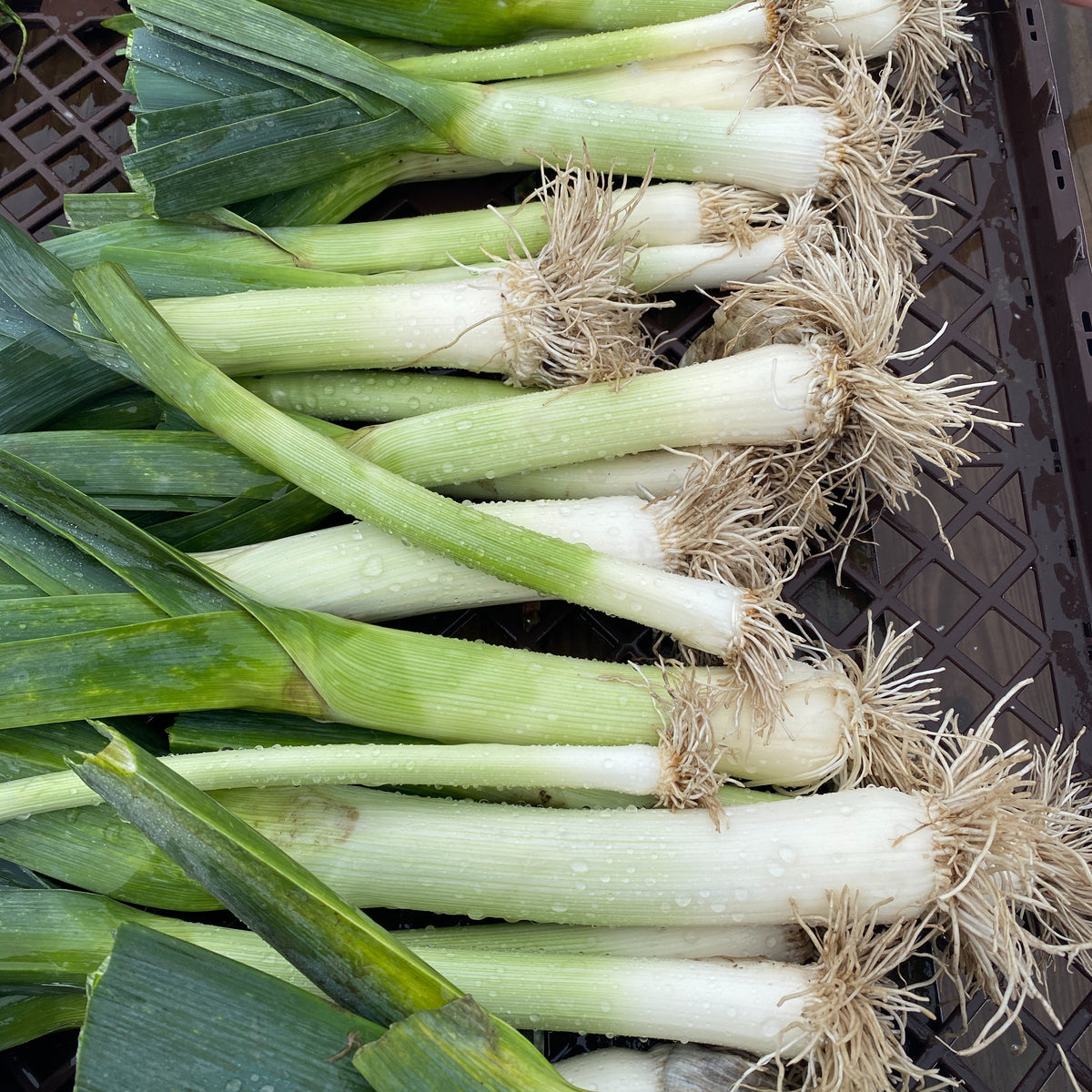 Neptune Leeks Seeds – Easy Grow Seeds