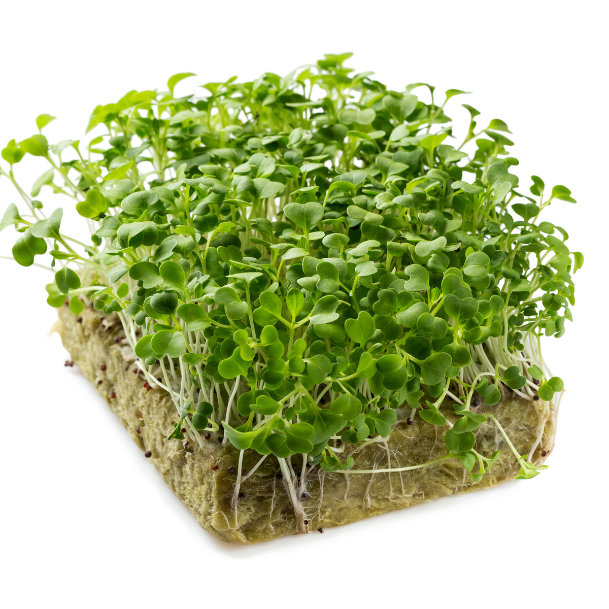 Pak Choi Microgreen Seeds – Easy Grow Seeds
