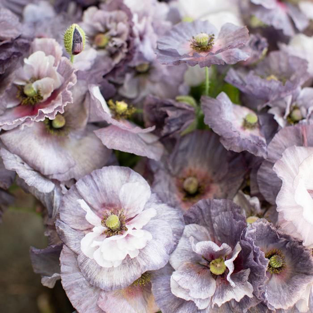 Papaver Amazing Grey Poppy Flower Seeds – Easy Grow Seeds