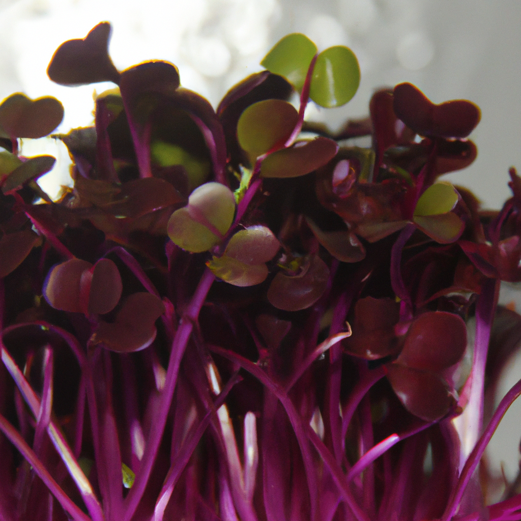 Radish Rambo Microgreen Seeds – Easy Grow Seeds