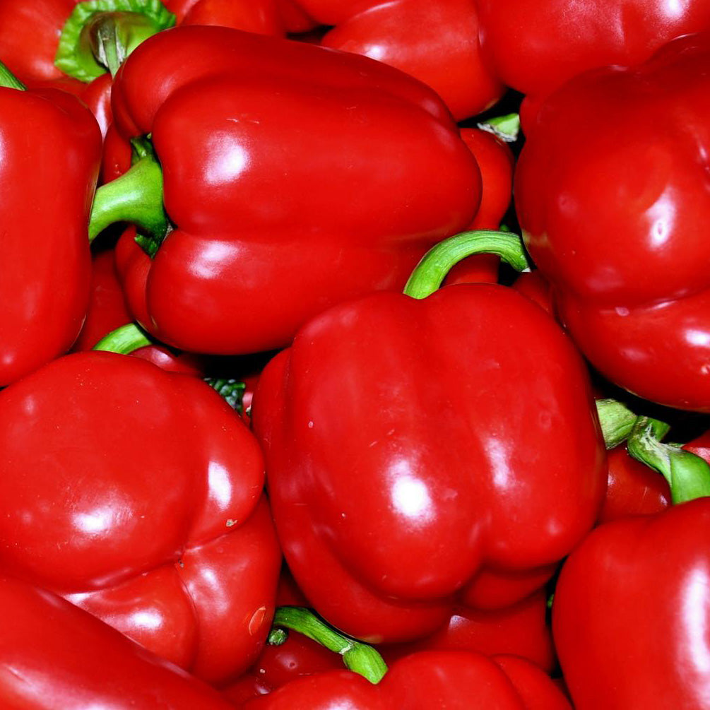Red Pepper Beauty Bell Seeds – Easy Grow Seeds