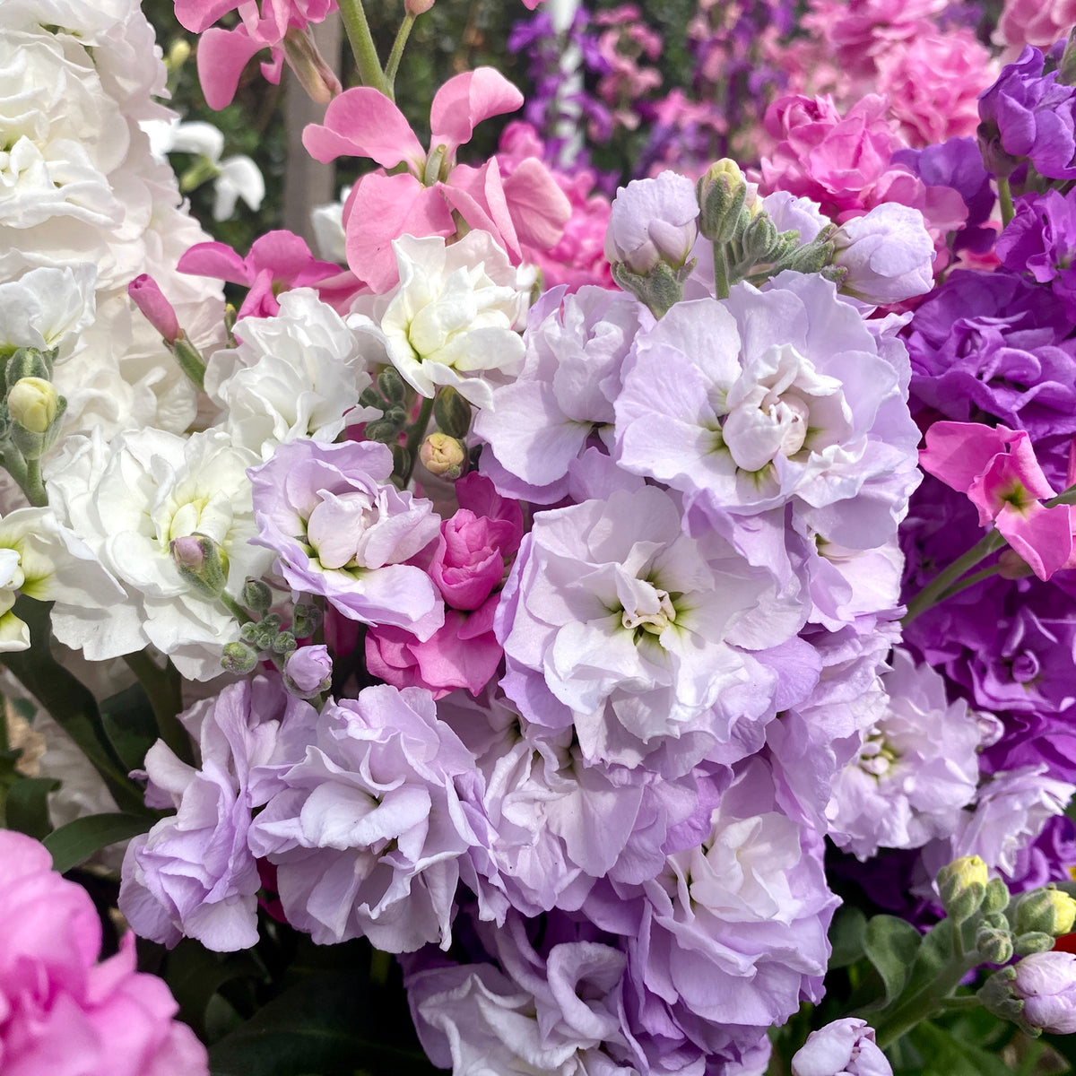 Stocks Cinderella Mixed Flower Seeds – Easy Grow Seeds