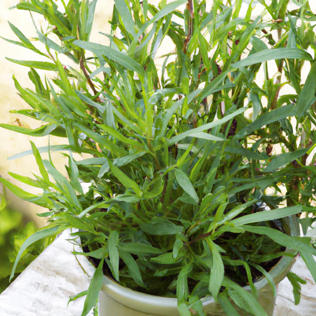 Russian Tarragon Seeds – Easy Grow Seeds