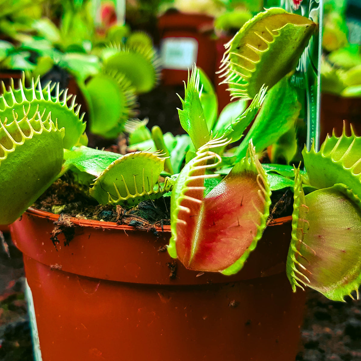 Venus Flytrap Rare Species Mix Carnivorous Houseplant Seeds – Easy Grow ...