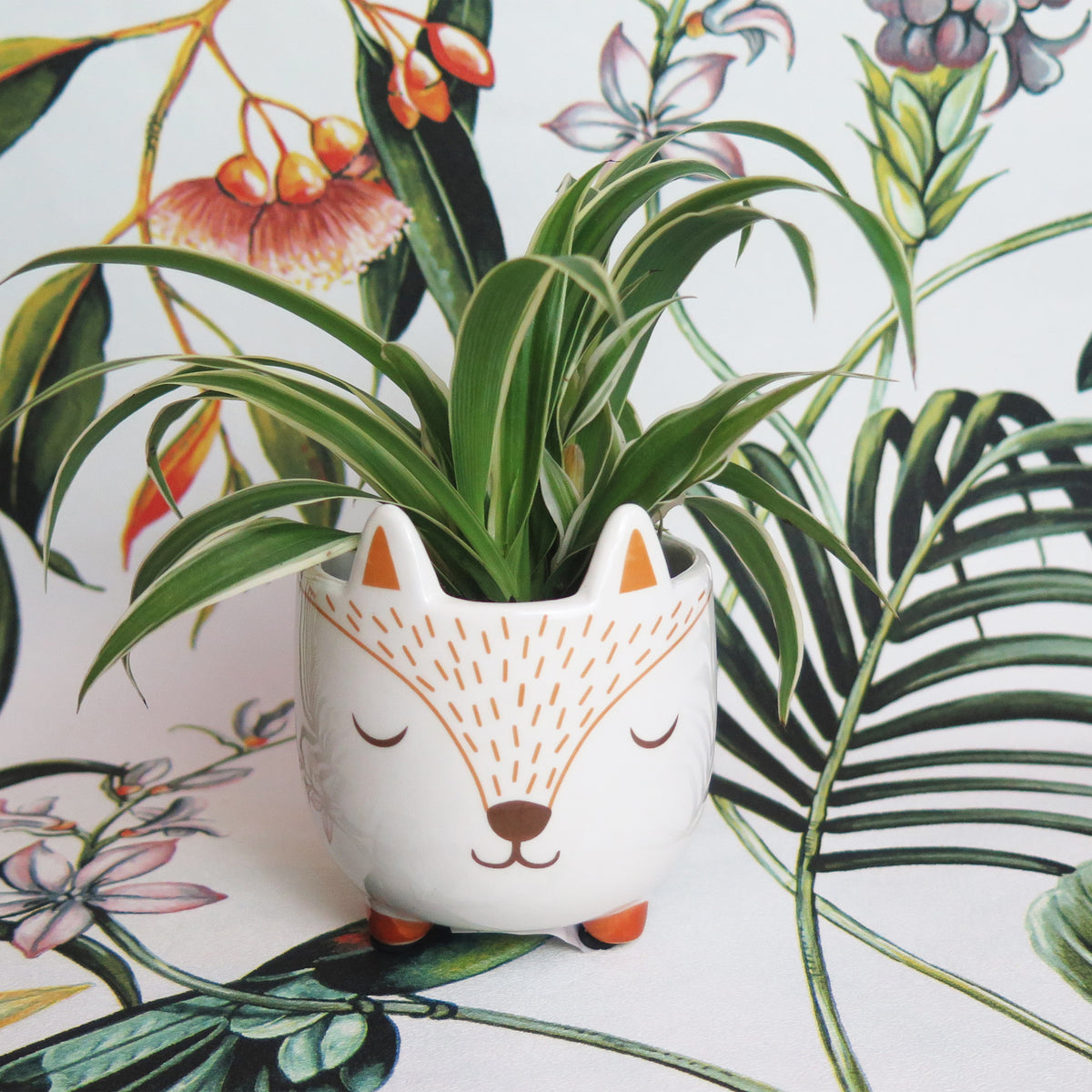 Miniature Sleepy Fox Plant Pot – Easy Grow Seeds